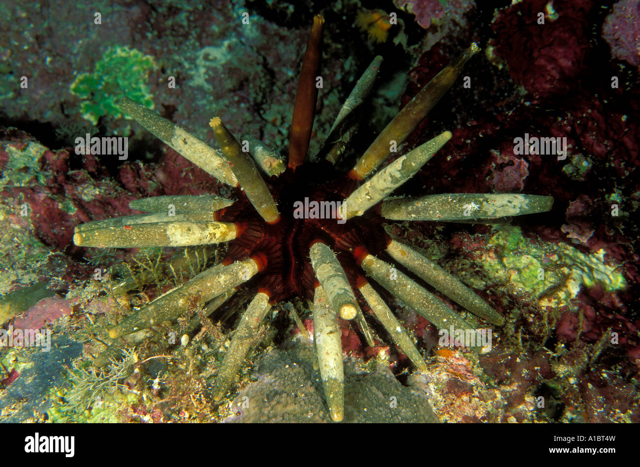 Sea urchin Phyllacanthus imperialis Sulawesi Indonesia Stock Photo - Alamy