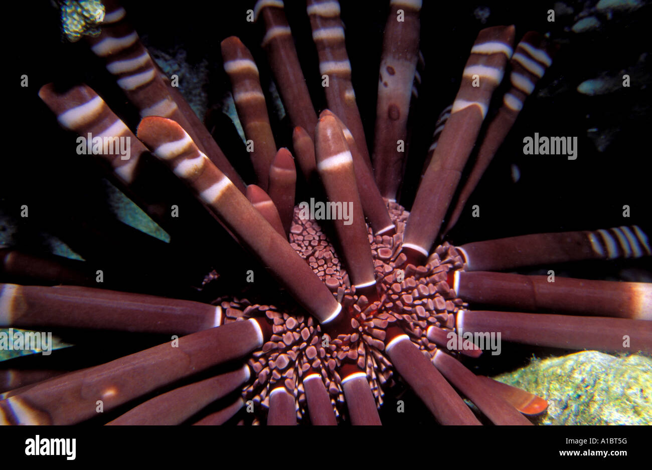 Echinometridae hi-res stock photography and images - Alamy