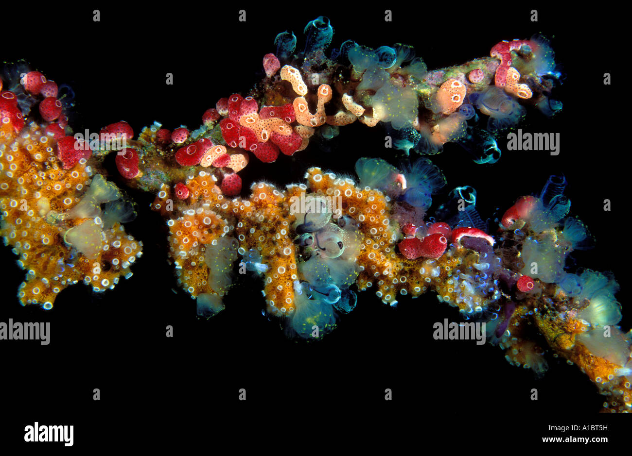 Cluster of Ascidians Sulawesi Indoensia Stock Photo - Alamy