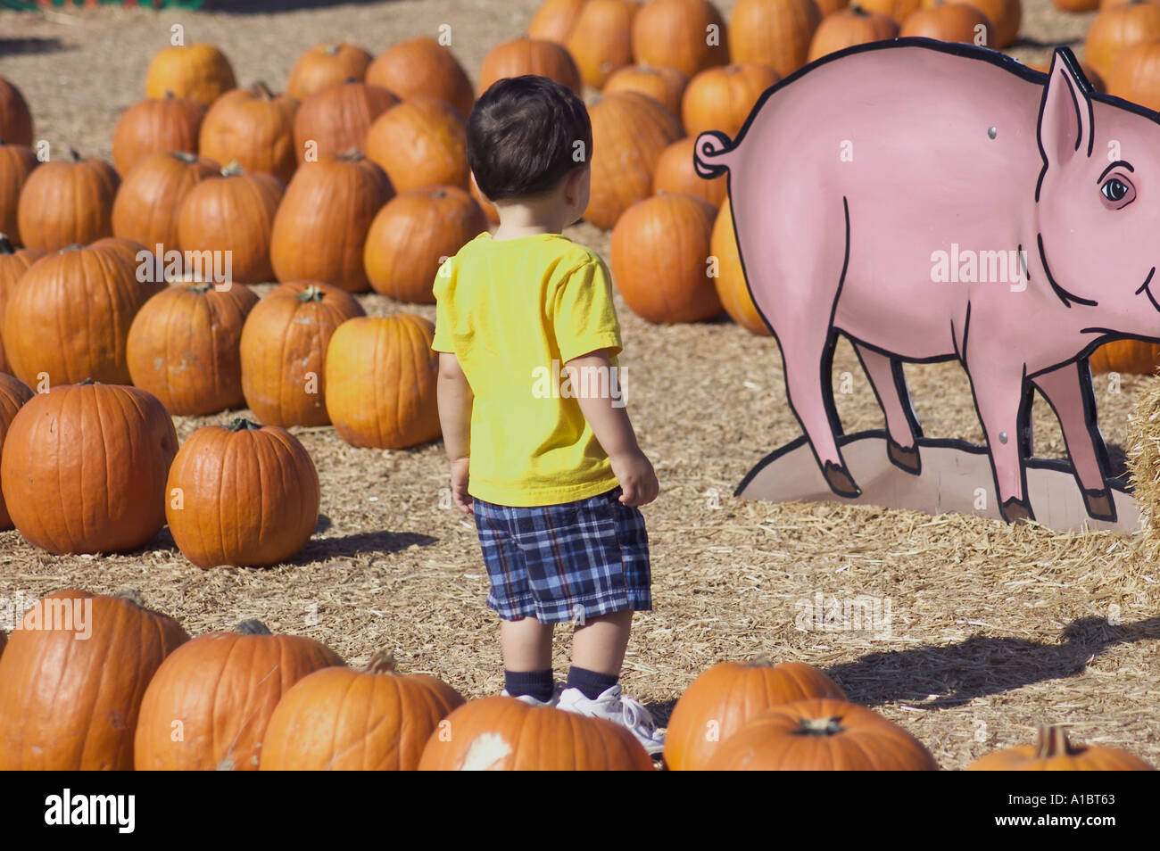 Boy pig farm hi-res stock photography and images - Alamy