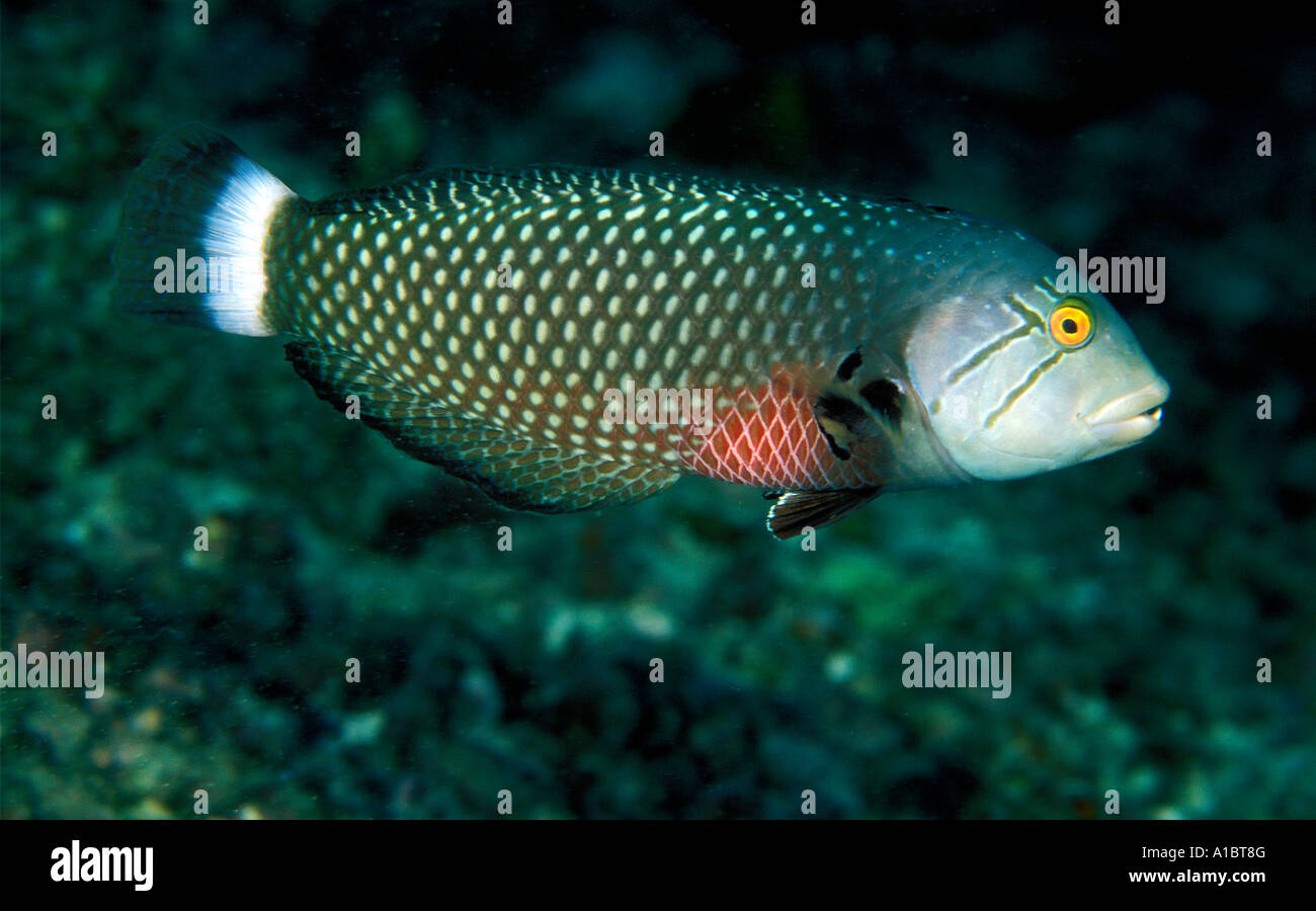 Rockmover wrasse hi-res stock photography and images - Alamy