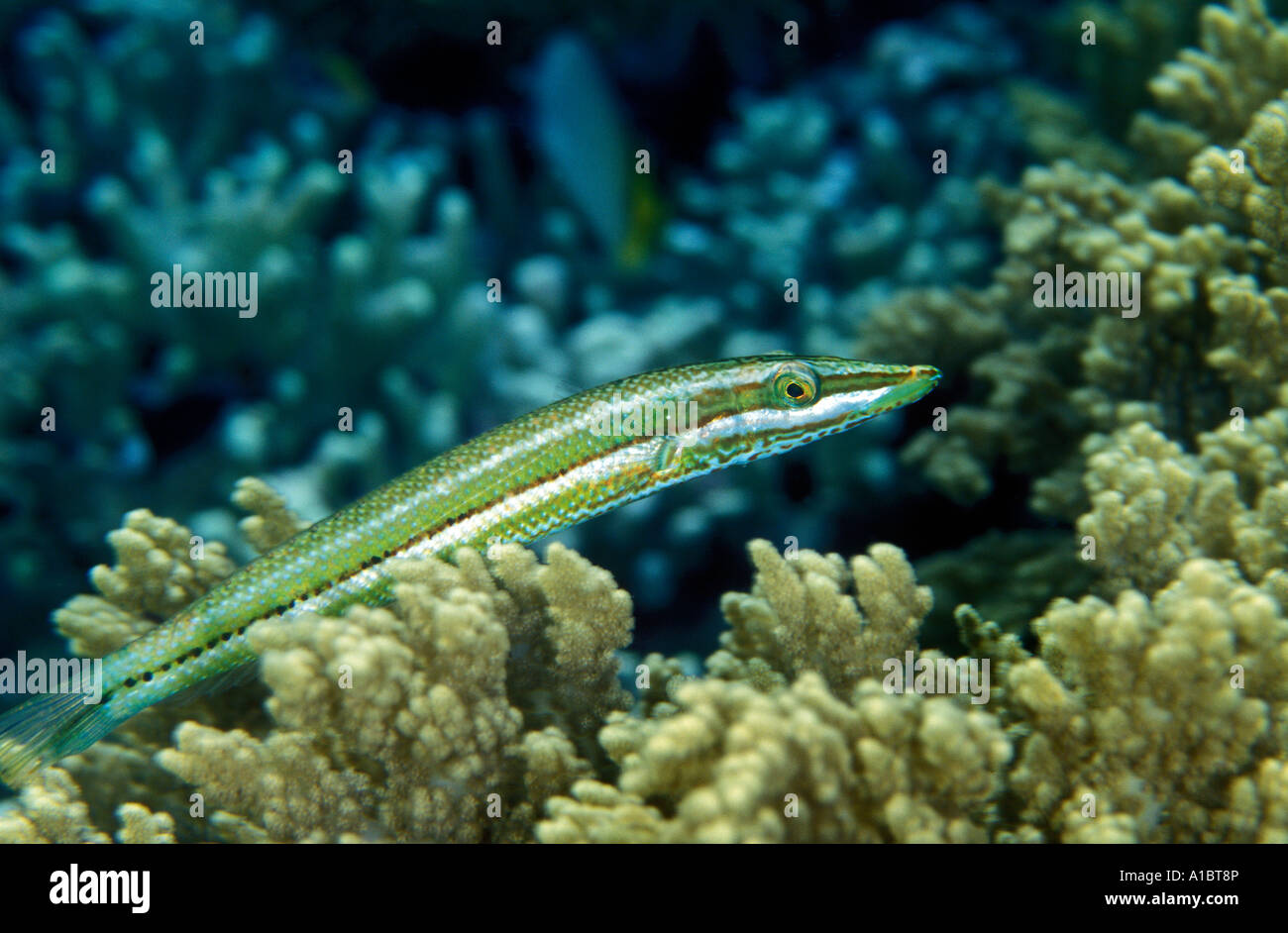 Cigar wrasse Cheilio inermis Sulawesi Indonesia Stock Photo - Alamy