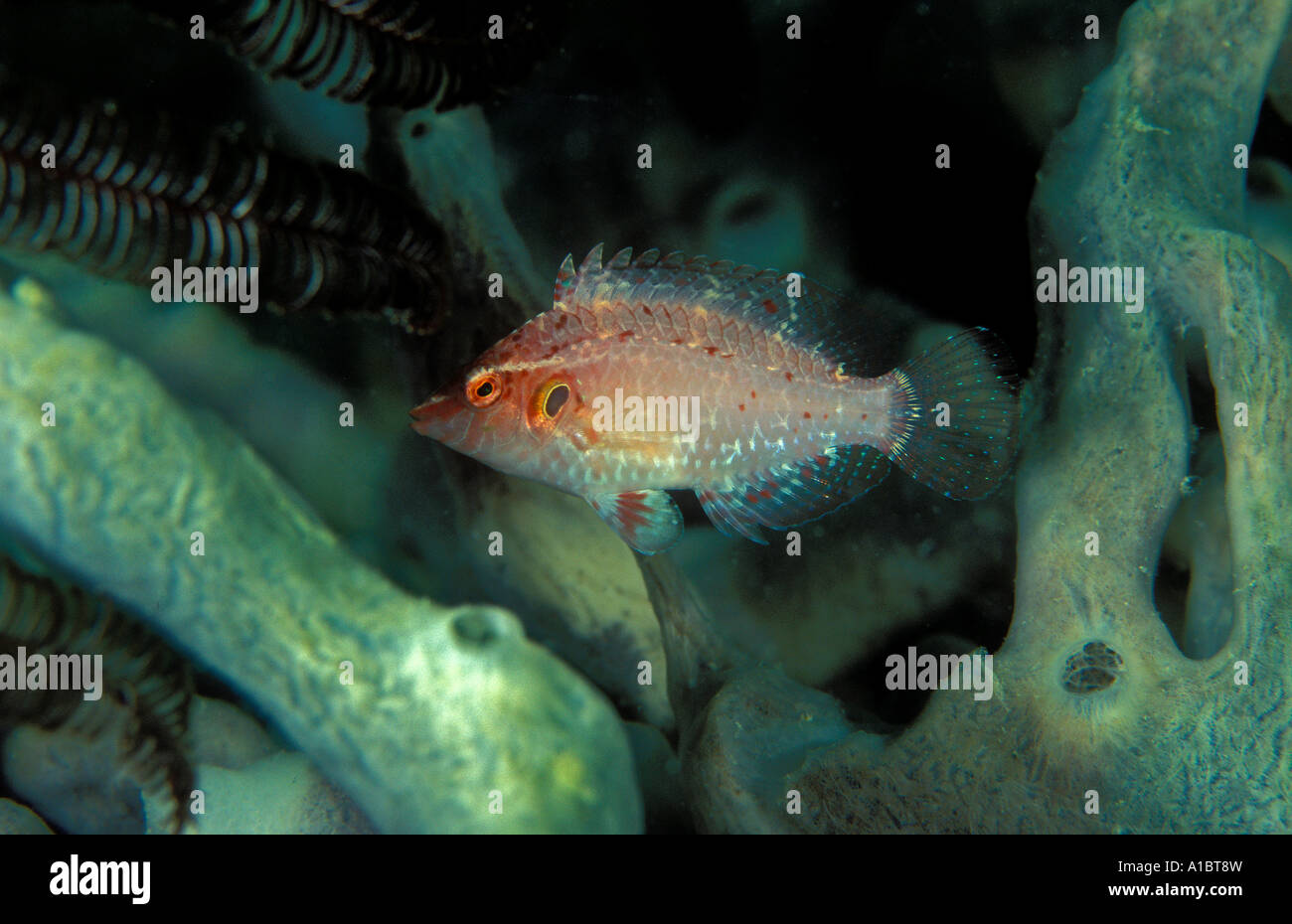 Cryptic wrasse Pteragogus cryptus Busuanga Philippines Stock Photo - Alamy