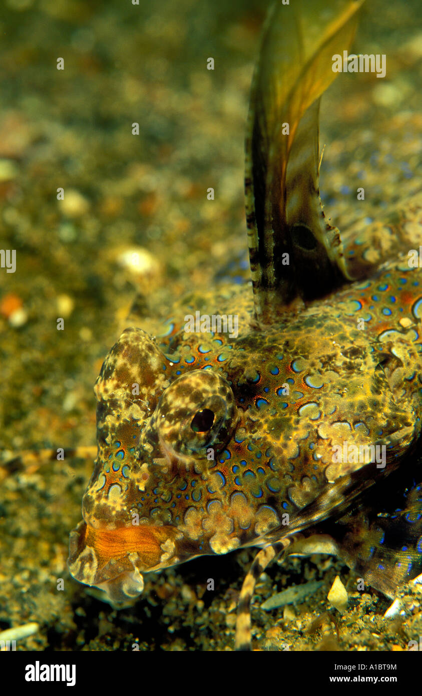 Fingered dragonet Dactylopus dactylopus Sulawesi Indonesia Stock Photo ...