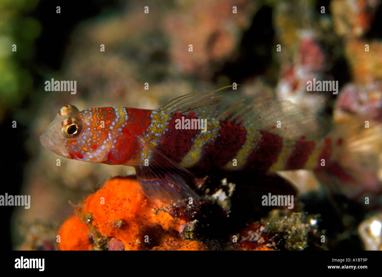 Gorgeous shrimpgoby Amblyeleotris wheeleri Borneo Malaysia Stock Photo ...
