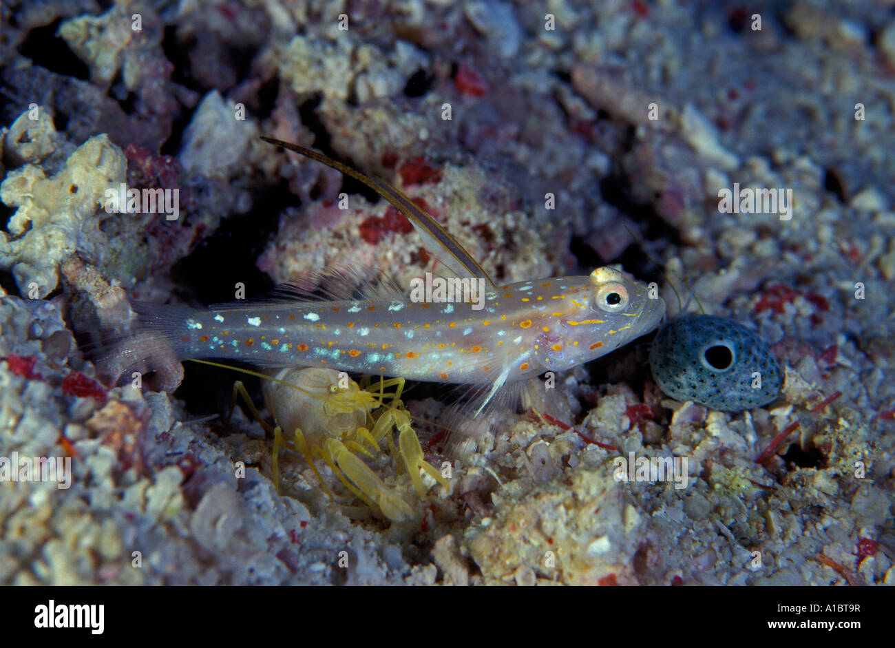 Tangaroa shrimpgoby Ctenogobiops tagaroai with alpheid shrimp Sulawesi ...