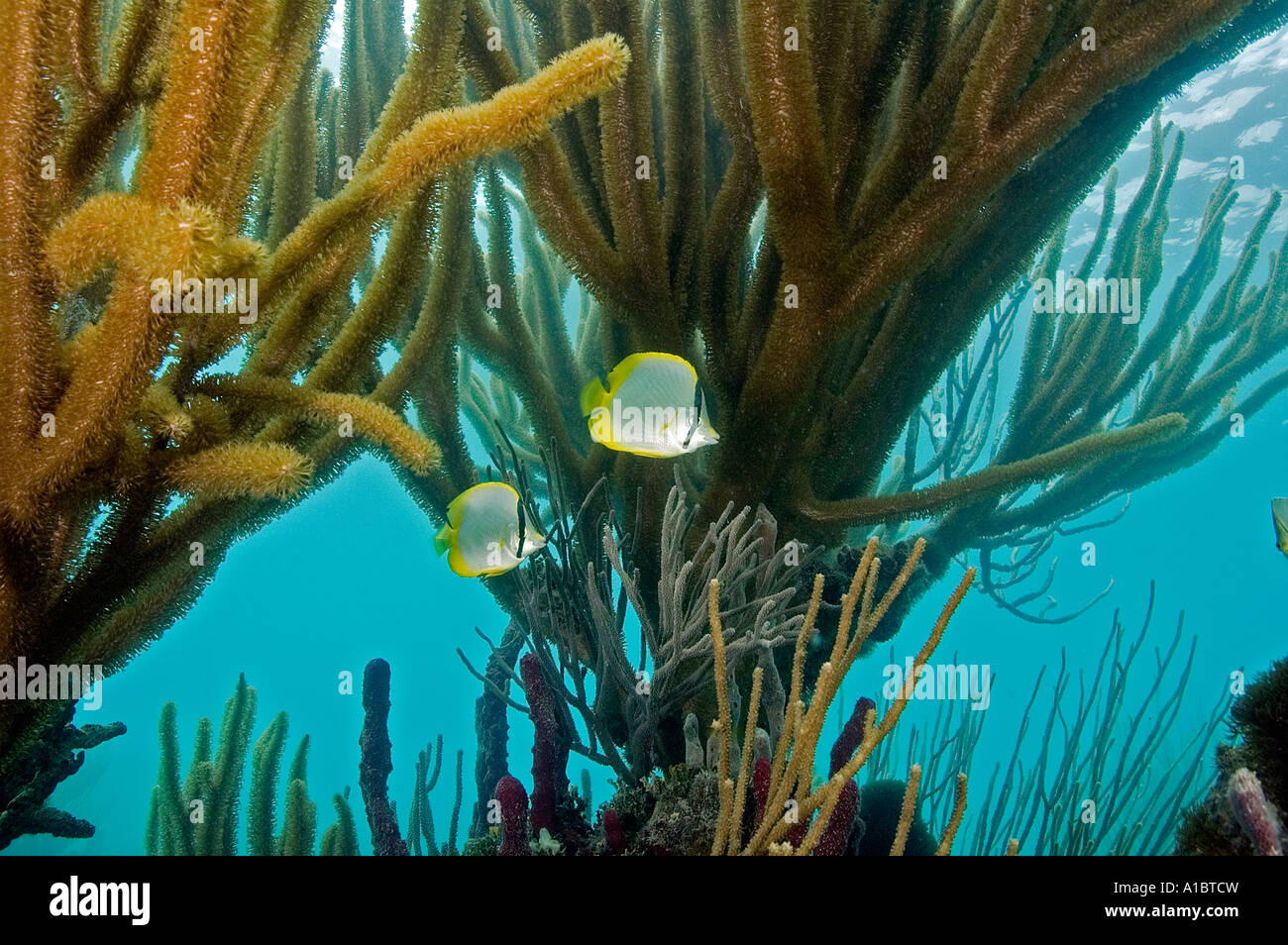 Spotfin Butterflyfishes Chaetodon ocellatus between softcorals Tobacco ...