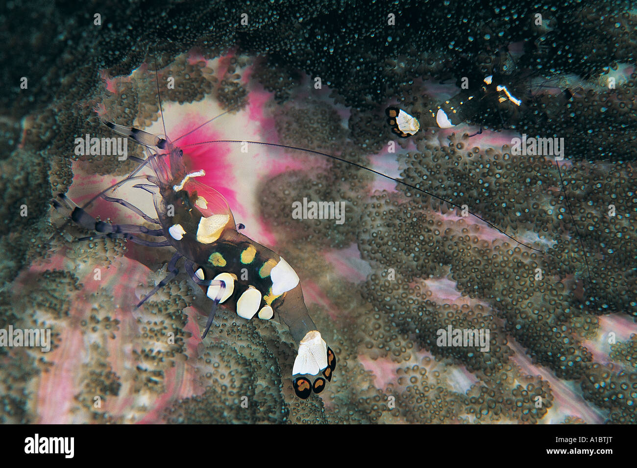 Anemone shrimp, Periclimenes brevicarpalis, on an adhesive sea anemone ...