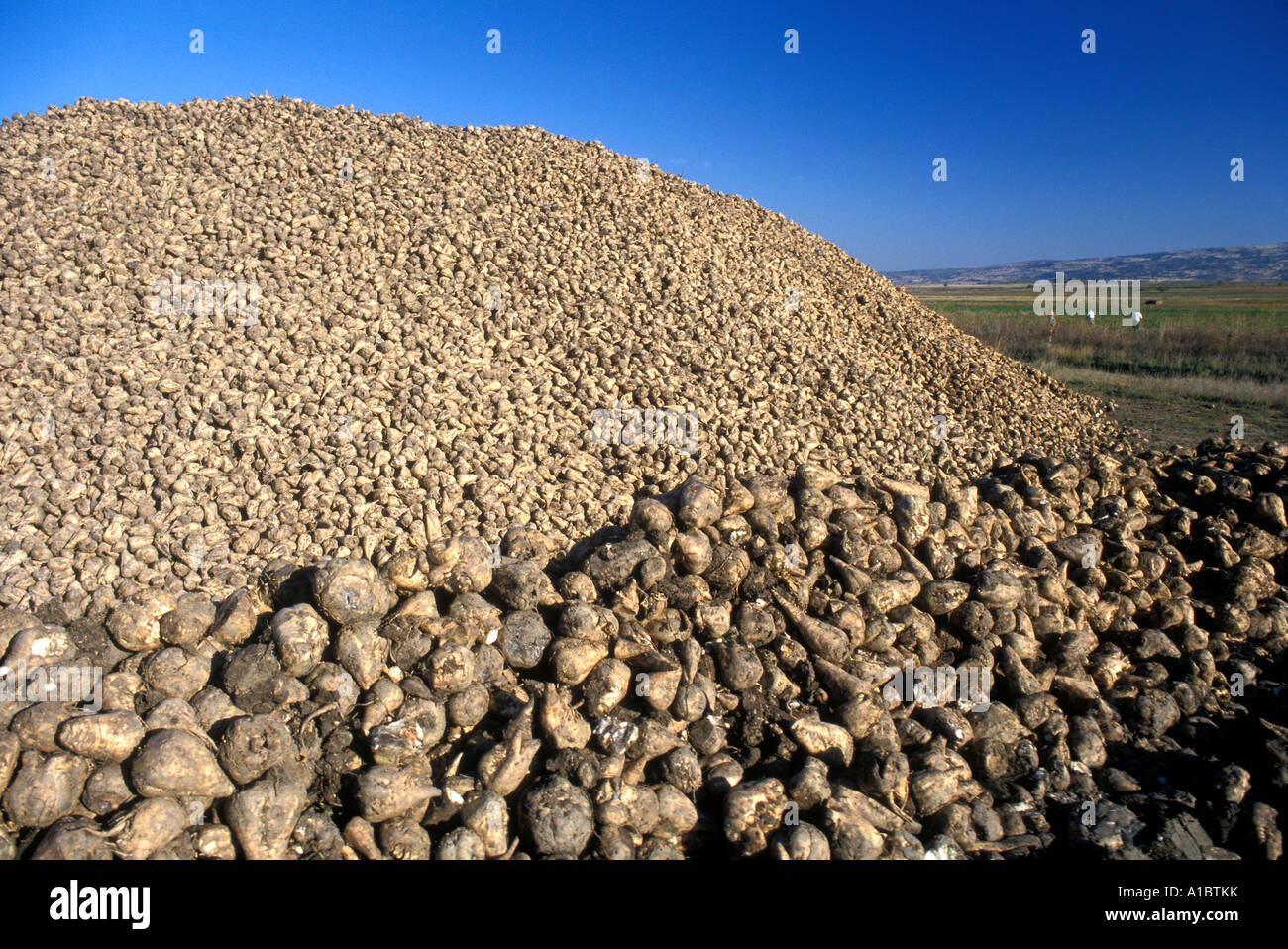 Sugar beet harvest Eskisehir Turkey Stock Photo - Alamy