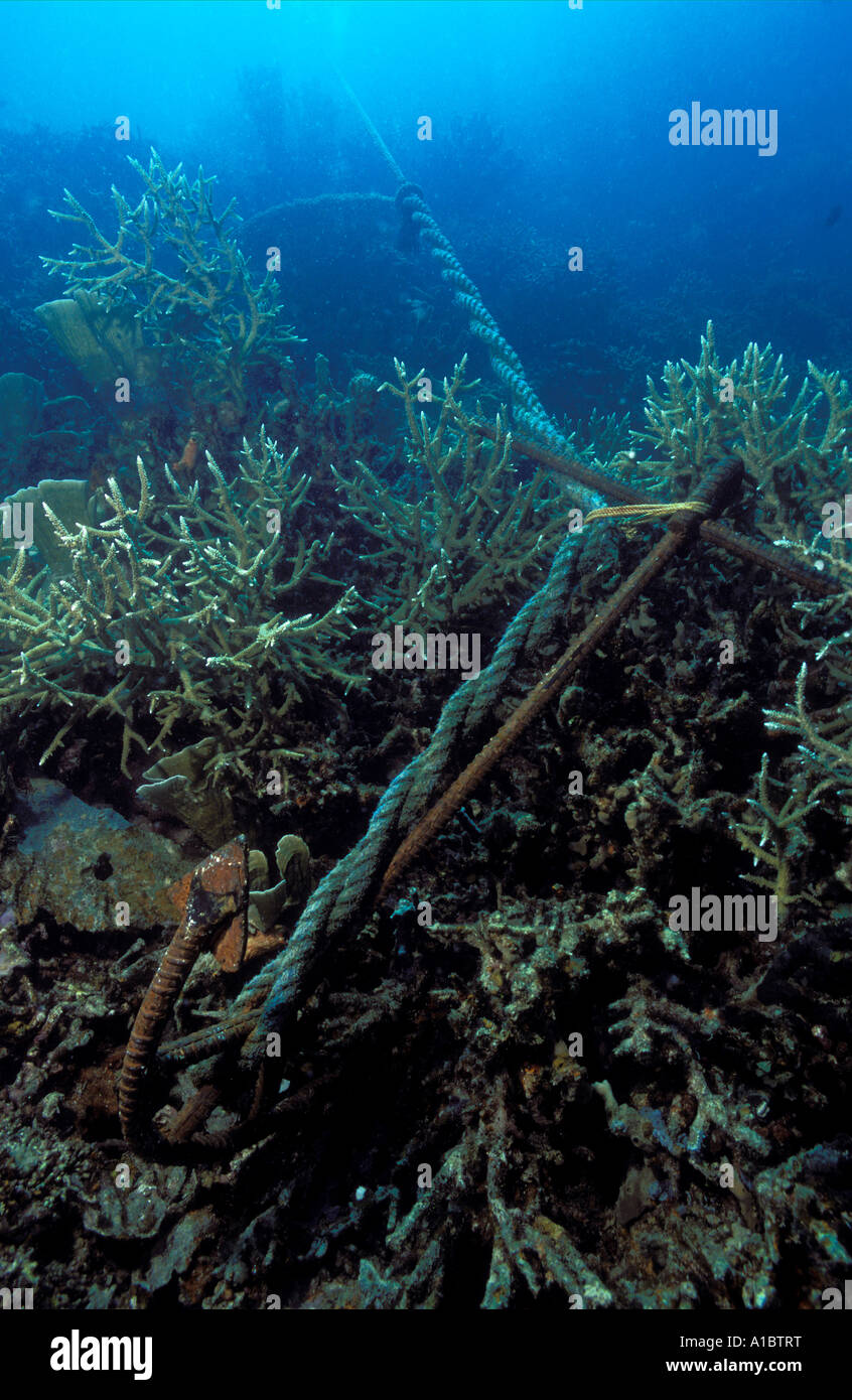 Anchor damaging corals on a reef Coron Island Philippines Stock Photo ...