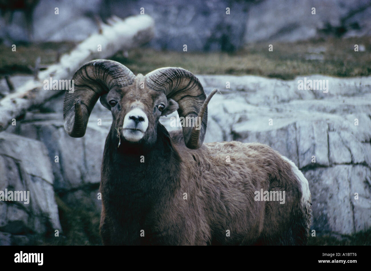 Big Horn Sheep Stock Photo - Alamy