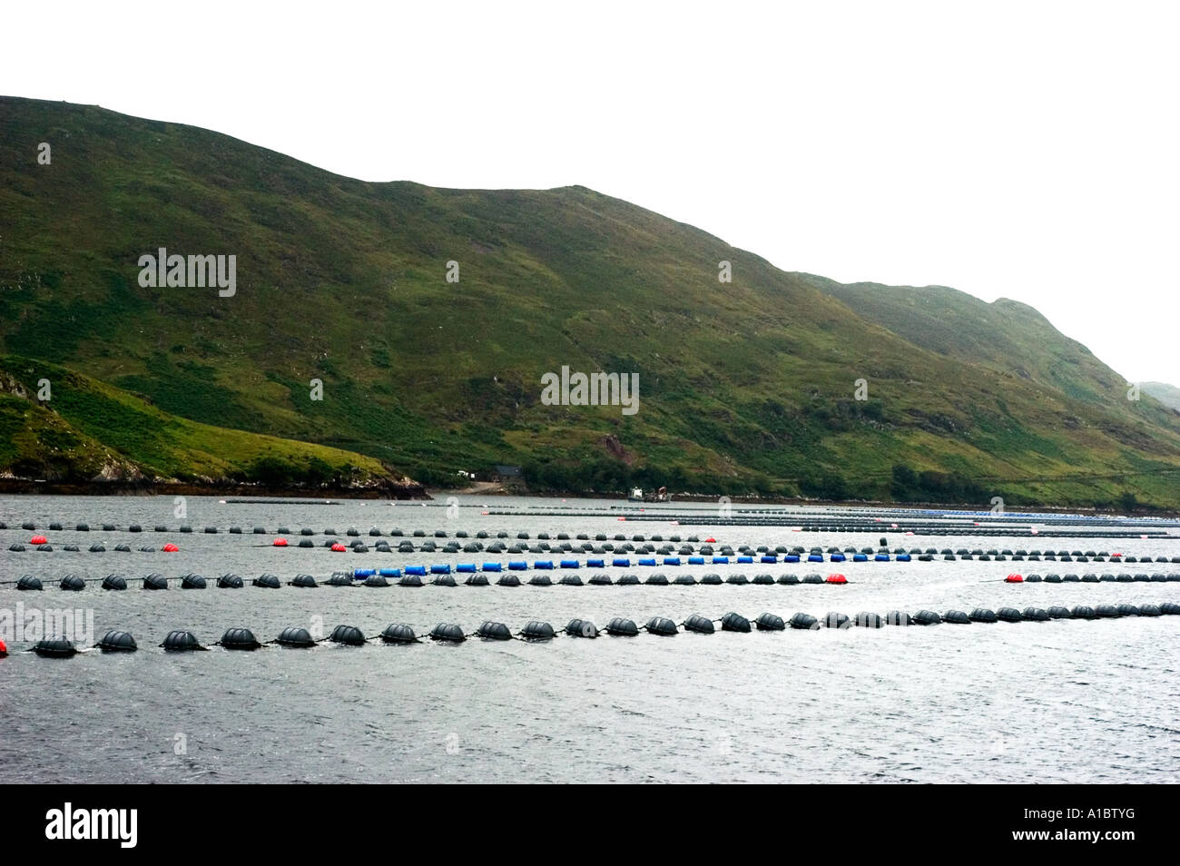 Killary Connemara west of Ireland Mussel farming on ropes suspended ...