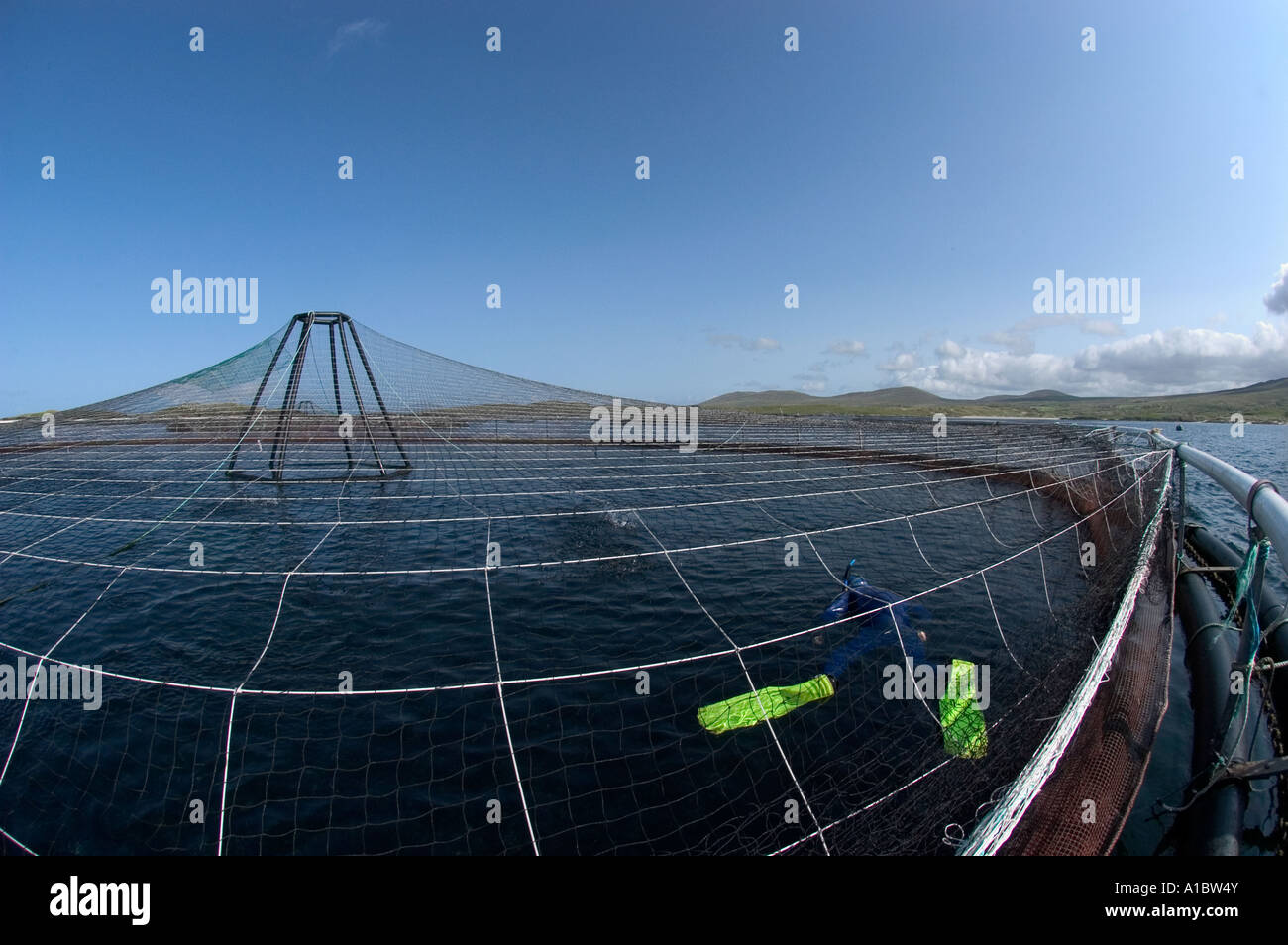 Killary Harbour Ireland salmon Farm Fisheries biologist Anthony Murphy ...
