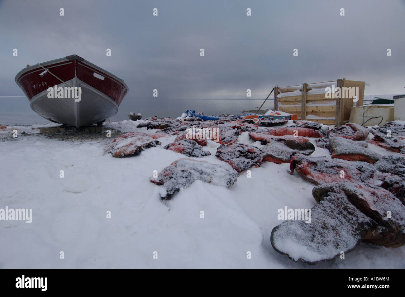 Butchered walrus meat laid out on the beach after a hunt Igloolik or ...