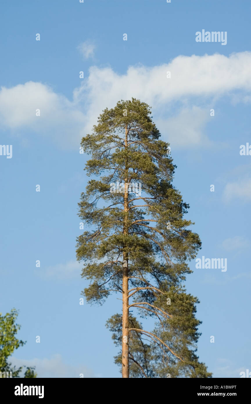 Evergreen tree with drooping branches hi-res stock photography and ...