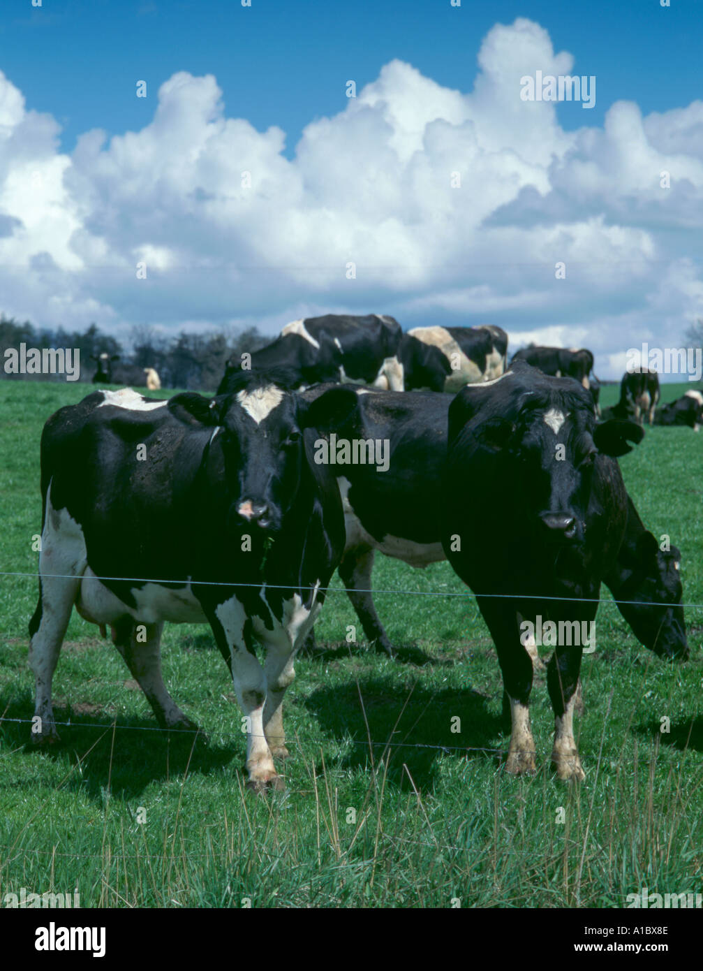 Durham cattle hi-res stock photography and images - Alamy
