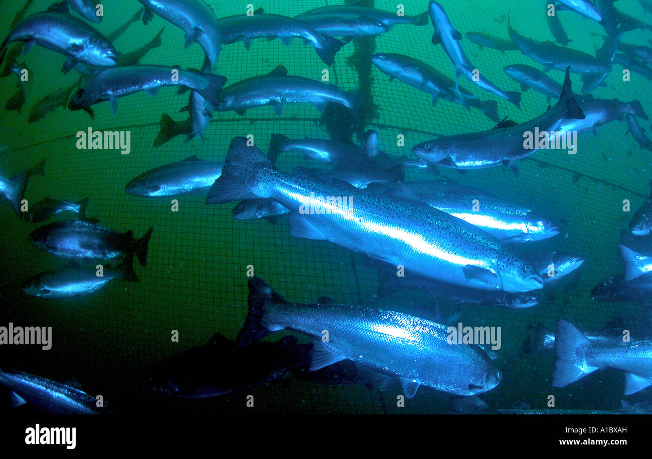 Farmed salmon hi-res stock photography and images - Alamy