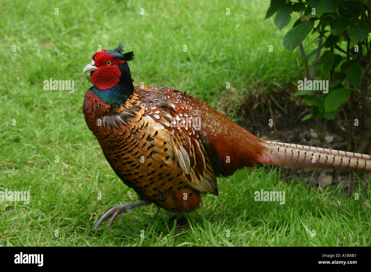 Pheasant strutting hi-res stock photography and images - Alamy