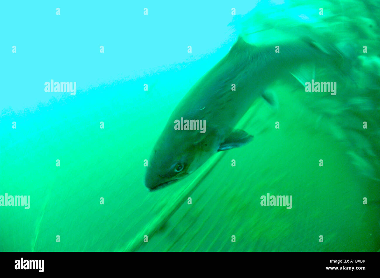 Underwater shots of farmed atlantic salmon in Salmon farm cages on the ...