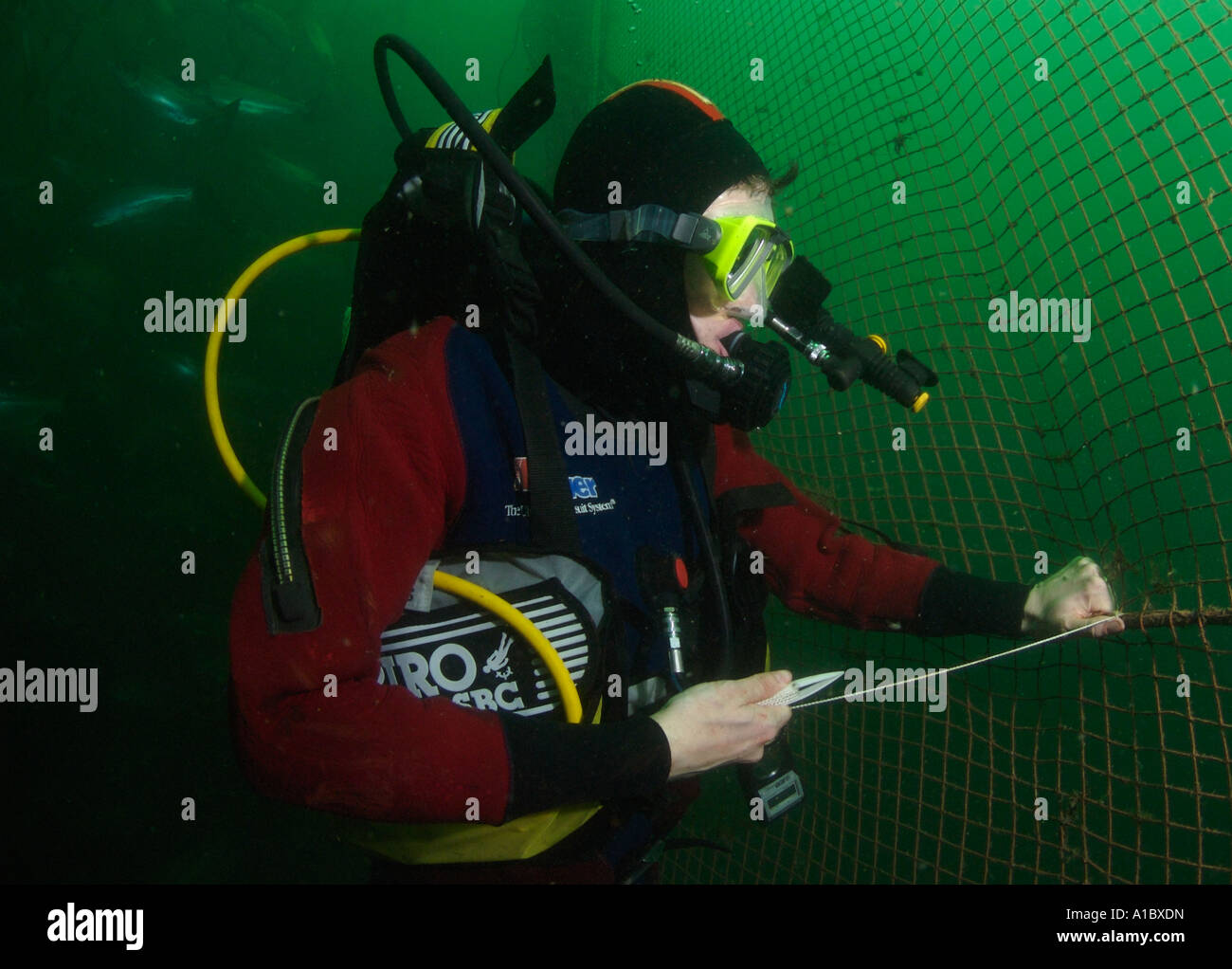 Fish farm diver sewing up tear in the nets possibly caused by seal ...