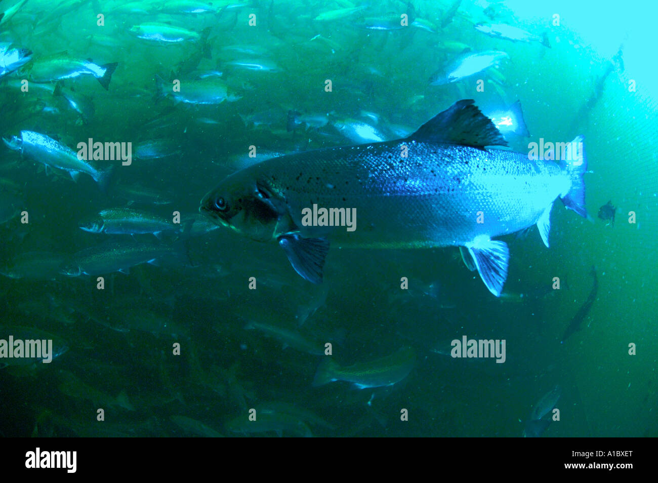 Underwater shots in Salmon farm cages on the west coast of Ireland ...