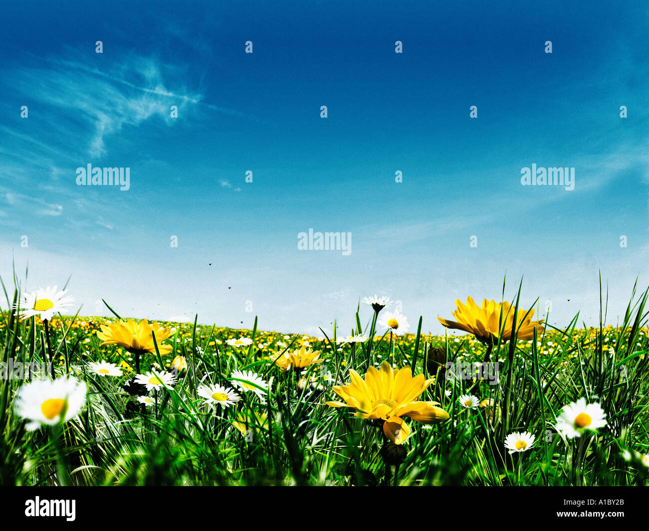 a wild flowering meadow with blue skies Stock Photo - Alamy