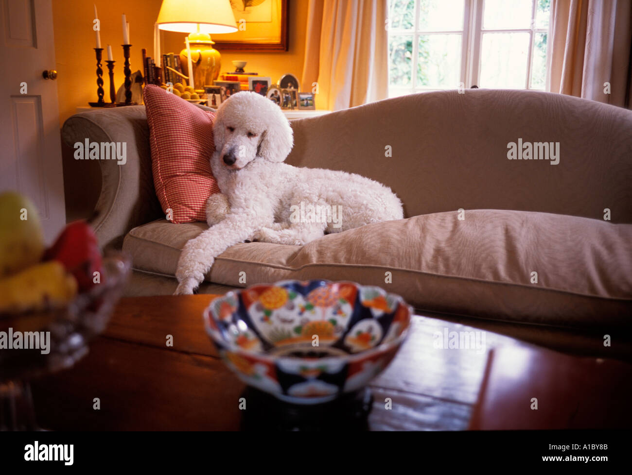 A one year old standard poodle rests against a pillow on a sofa in a ...