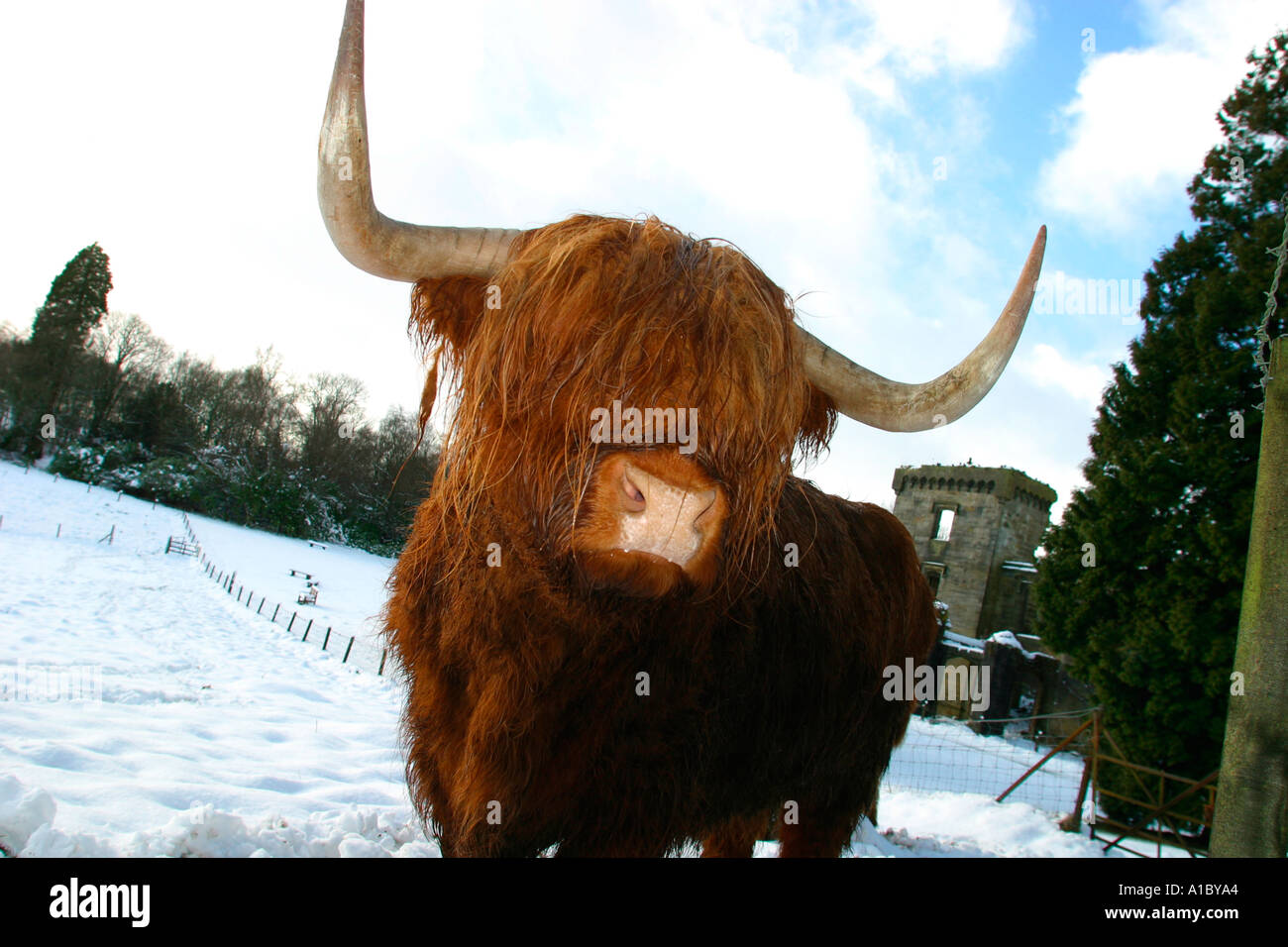 Funny cow in snow hi-res stock photography and images - Alamy
