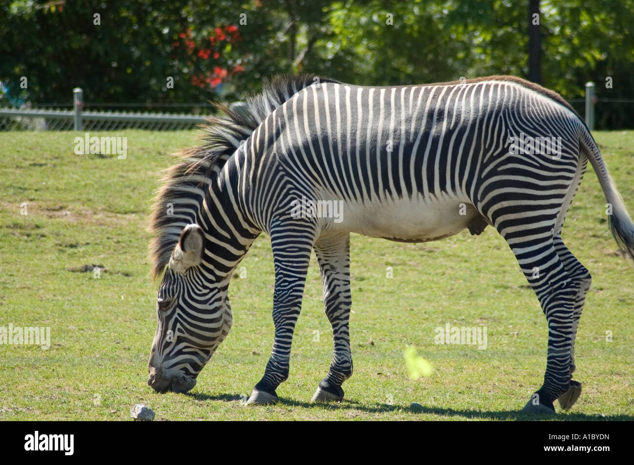 Zebra in Zoo Stock Photo - Alamy