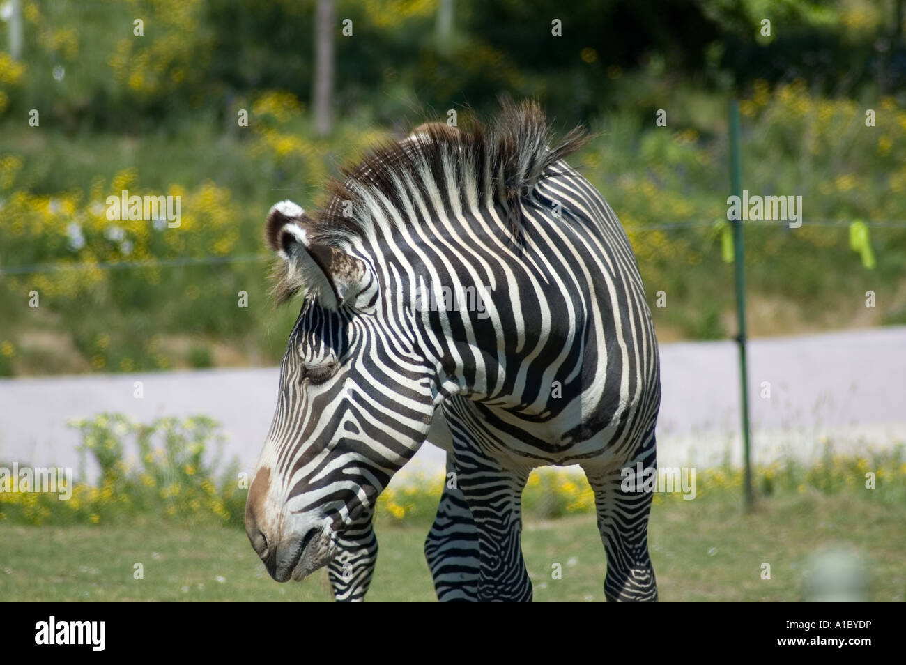 Zebra in Zoo Stock Photo - Alamy