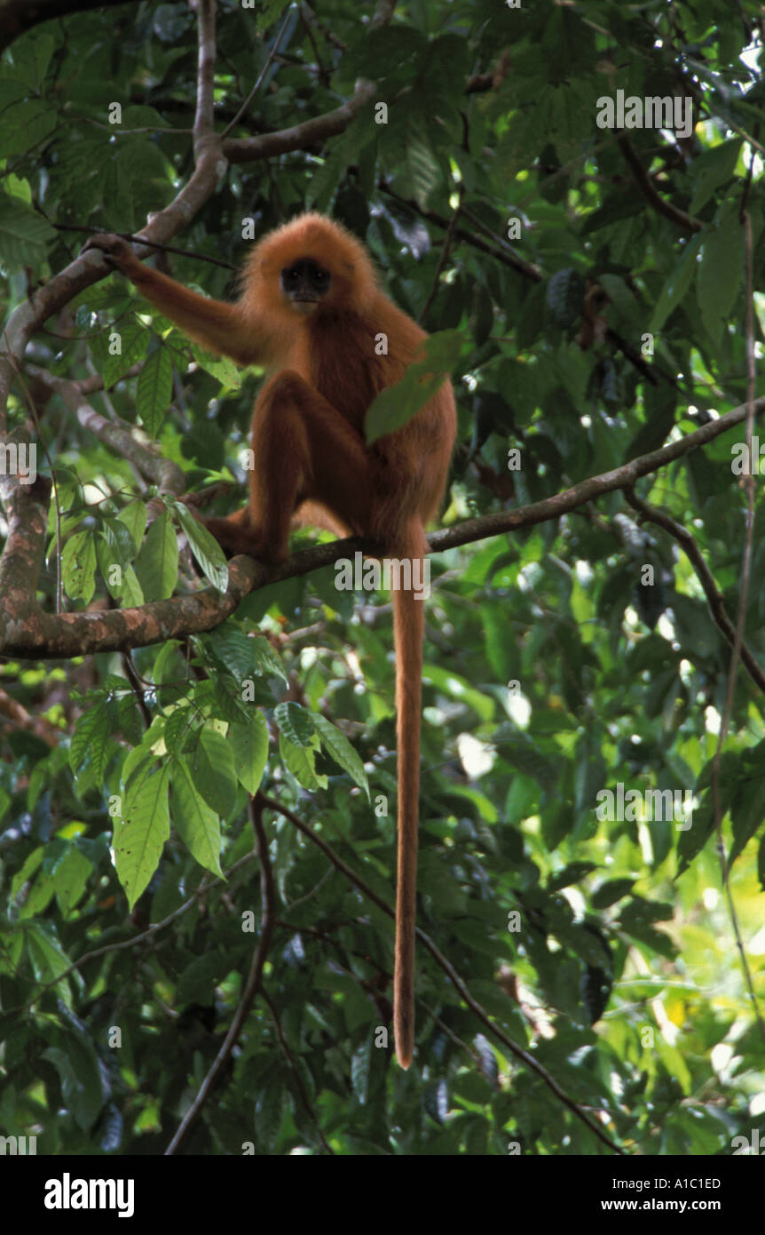 Maroon leaf monkeys hi-res stock photography and images - Alamy