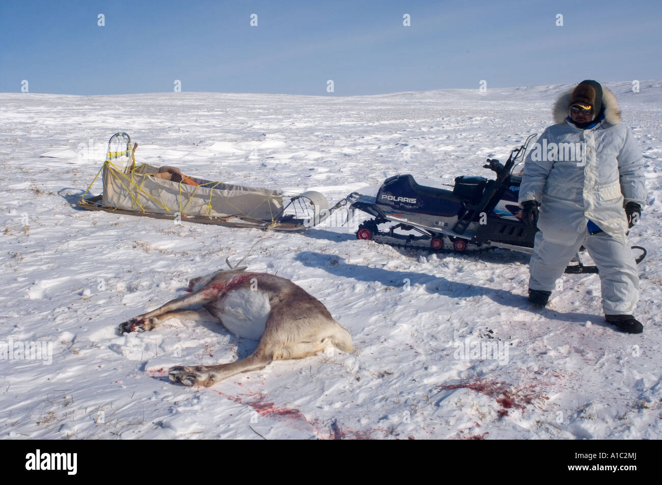 caribou Rangifer tarandus about to be butchered by inupiat hunter on ...