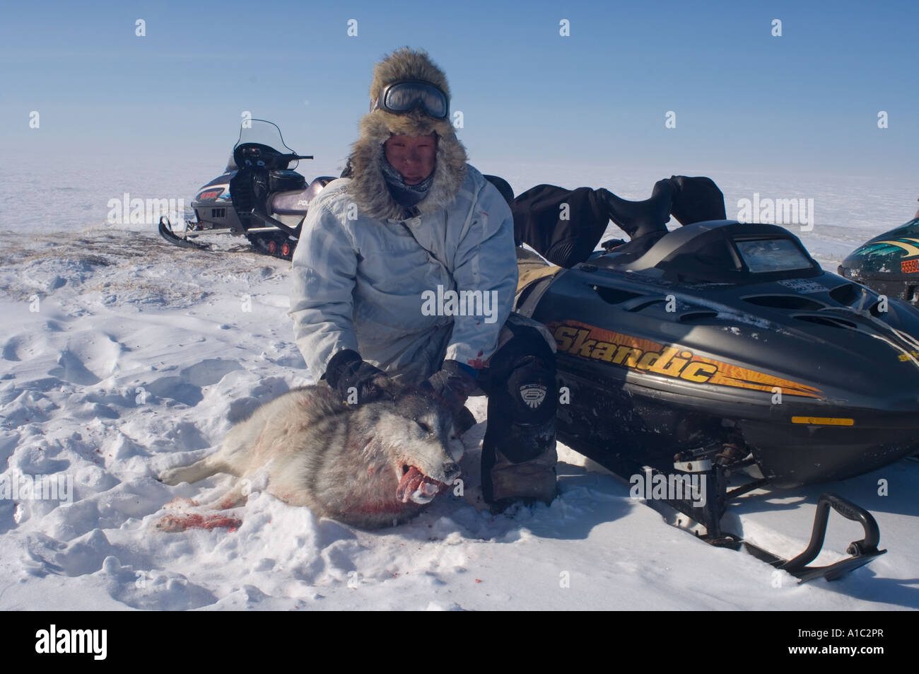inupiat hunter with wolf kill on the frozen Arctic ocean off Herschel ...