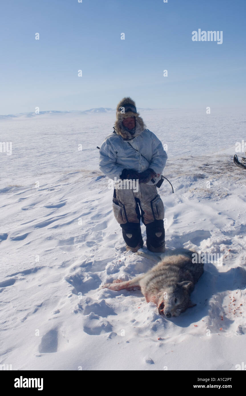 inupiat hunter with wolf kill on the frozen Arctic ocean off Herschel ...