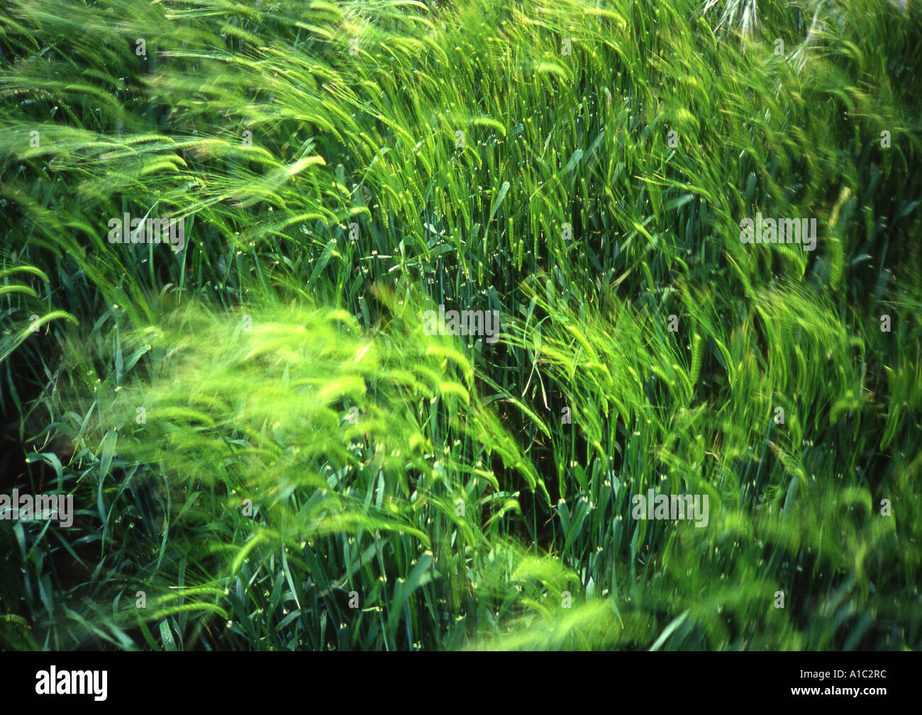 Moving green cornfield, Crop Circle caused by wind blowing ripe heads ...