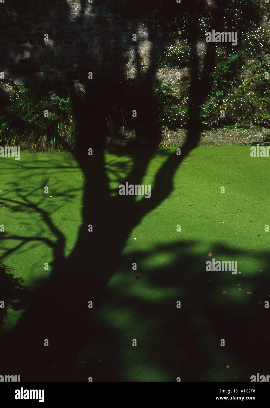 Shadow Tree cast over green pond weed on French Chateau moat Stock ...