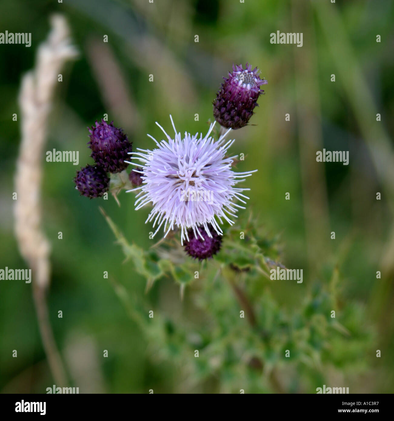 The scottish thistle hi-res stock photography and images - Alamy
