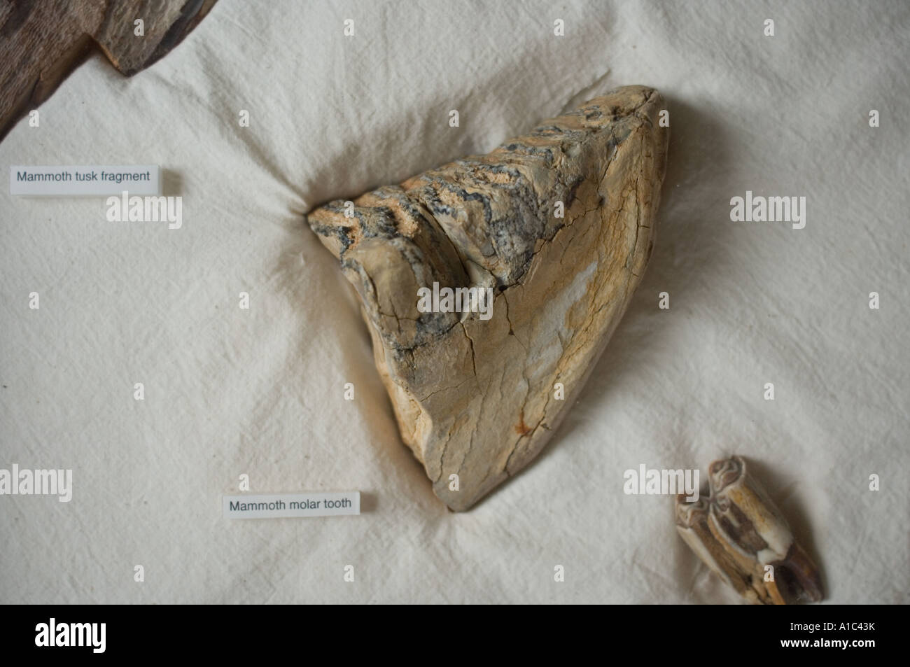 mammoth artifacts in the Herschel Island museum off the Mackenzie River ...