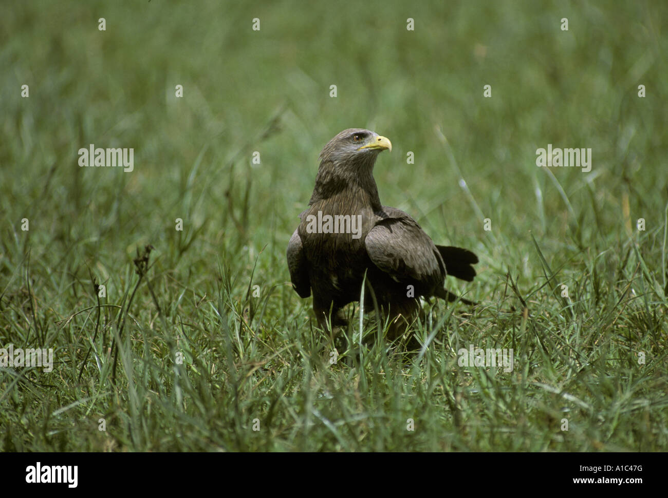 Yellow billed Kite Milvus migrans parasitus Standing in grass head ...