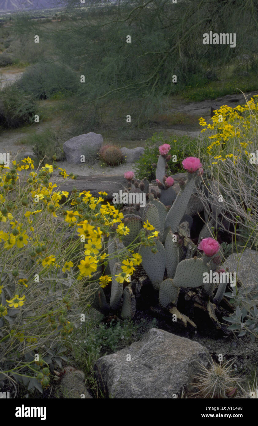 Dehydrated cactus hi-res stock photography and images - Alamy