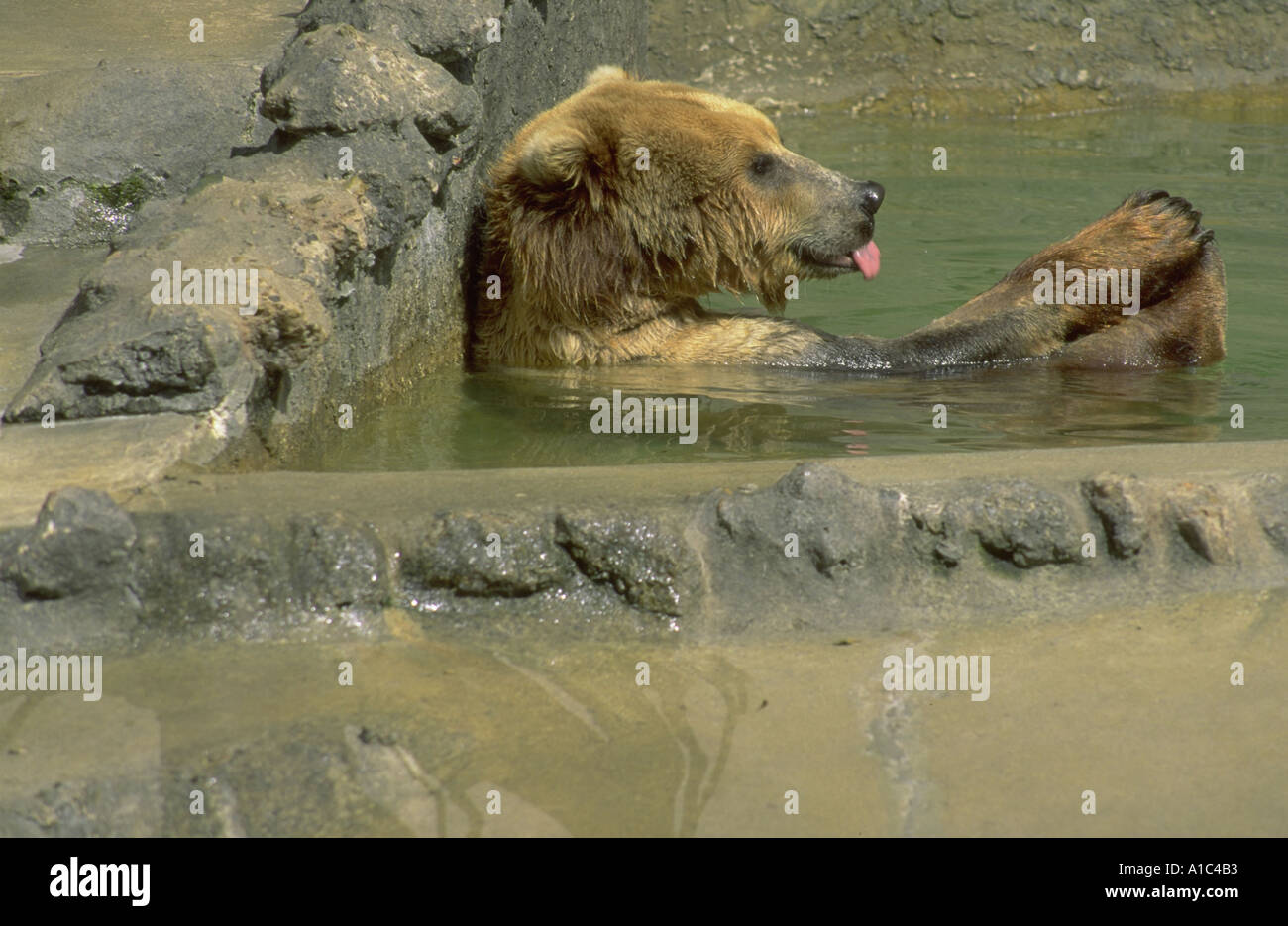 Brown bear sitting in a pool of water Stock Photo - Alamy