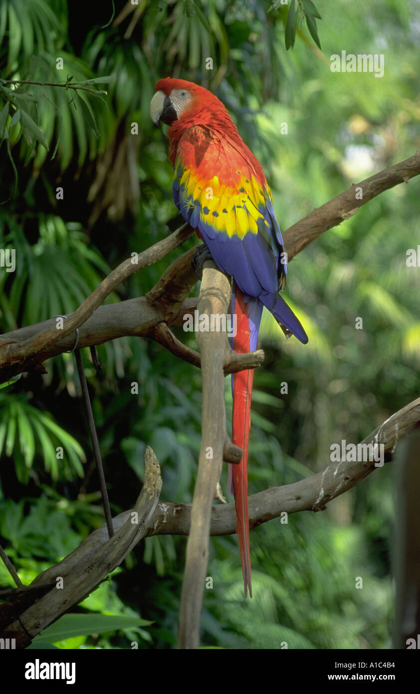 Allen Forest Zoo Or Kanpur Zoo High Resolution Stock Photography and ...