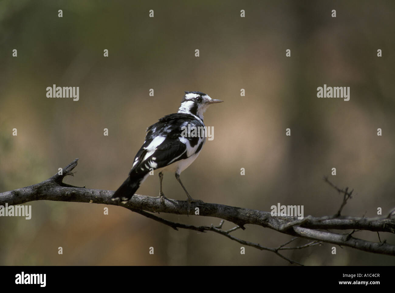 Australian Magpie Lark Grallina cyanoleuca Female Australia Stock Photo ...
