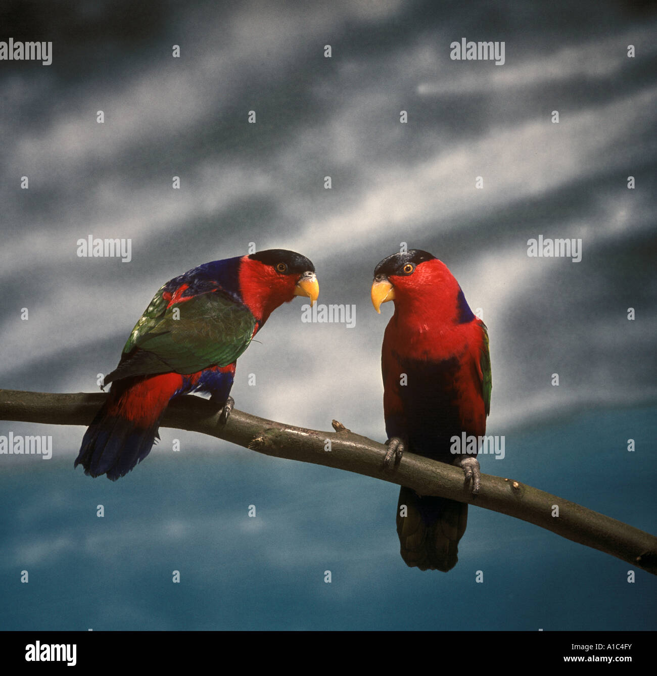 Black capped Lory Lorius lory New Guinea In captivity Stock Photo - Alamy