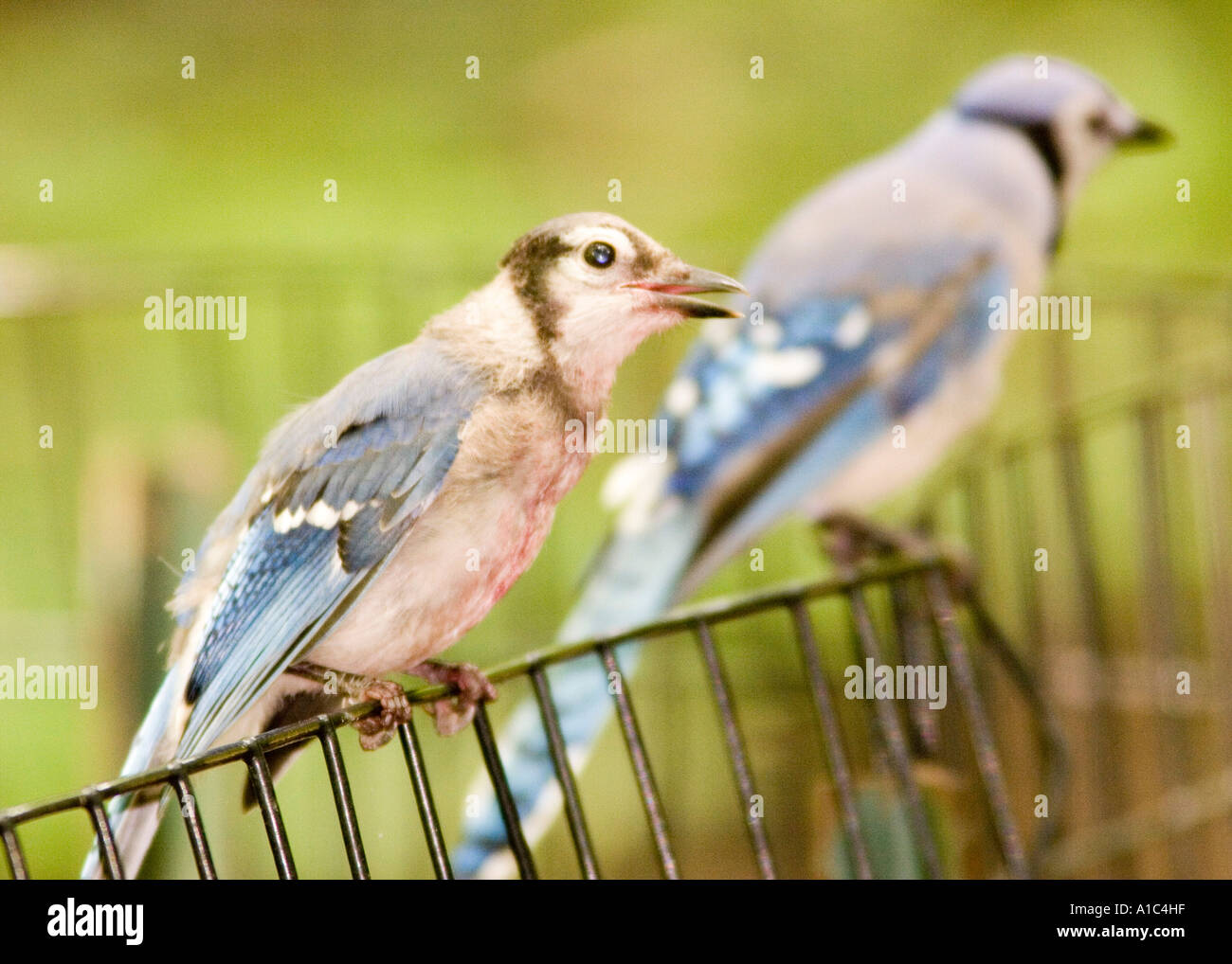 Central park new york blue jay cyanocitta cristata hi-res stock ...