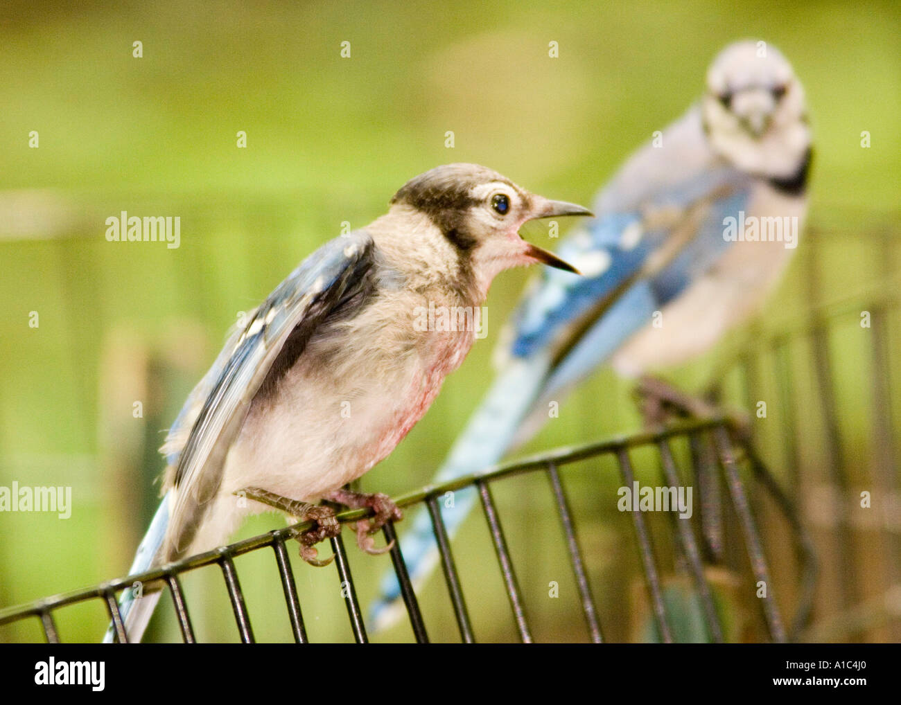 Central park new york blue jay cyanocitta cristata hi-res stock ...