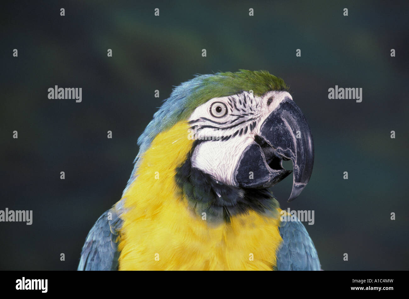 Blue Yellow Macaw Ara ararauna close up Stock Photo - Alamy