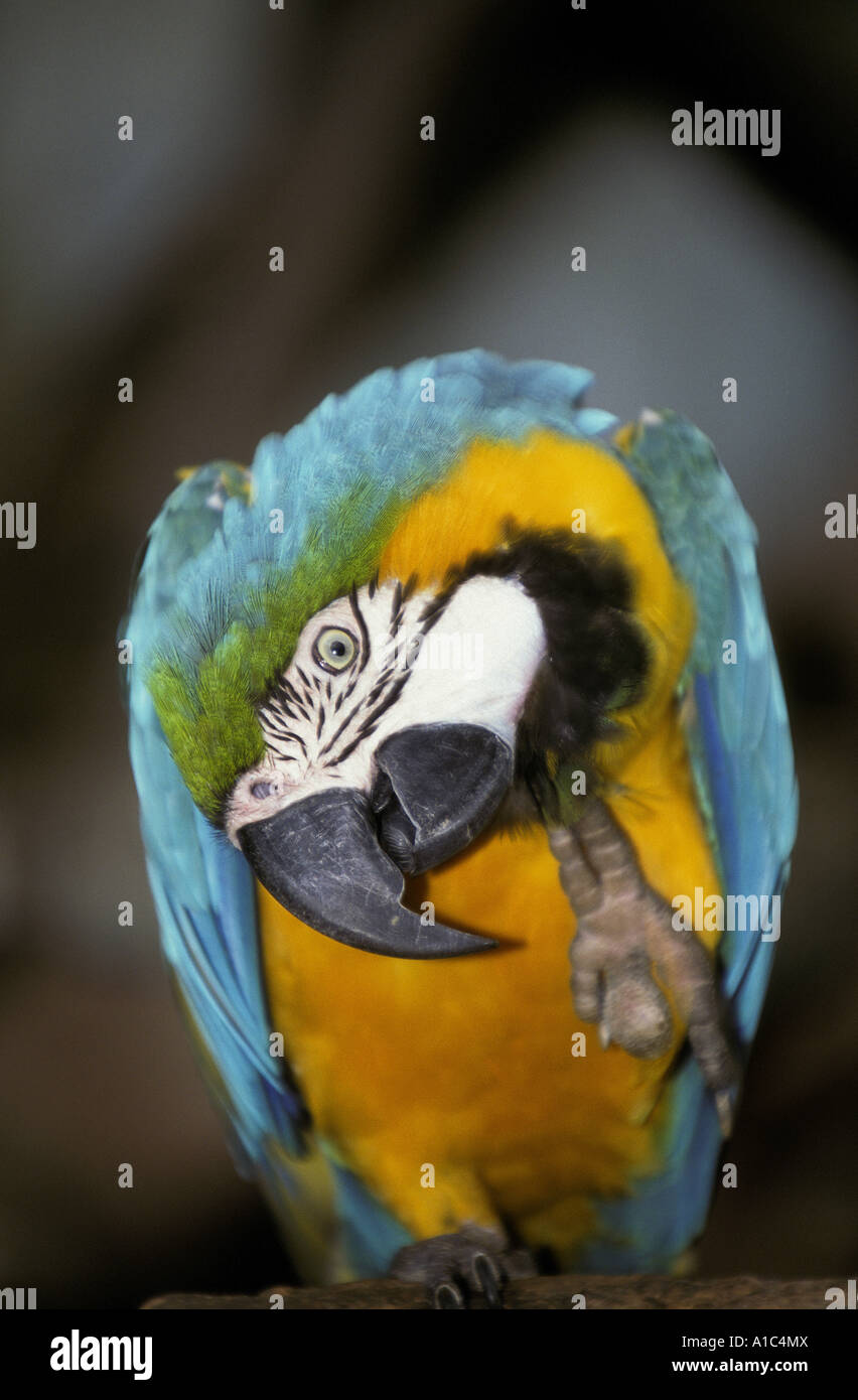 South american blue yellow macaw hi-res stock photography and images ...