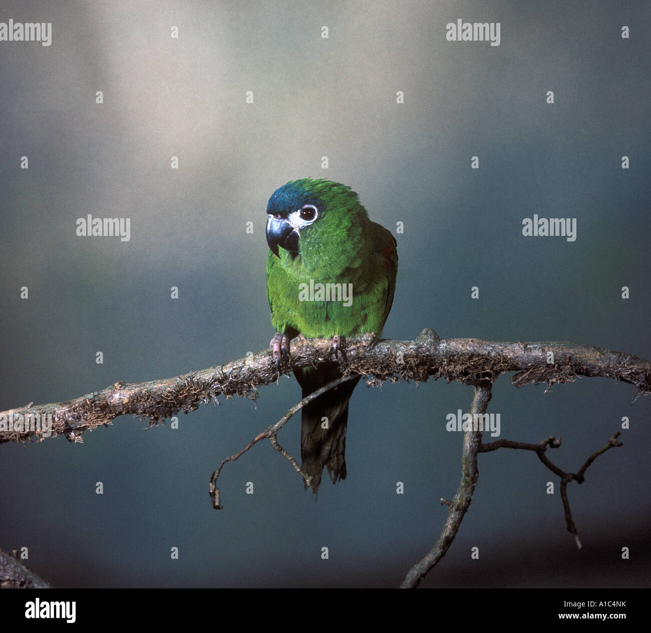 Ara nobilis hi-res stock photography and images - Alamy