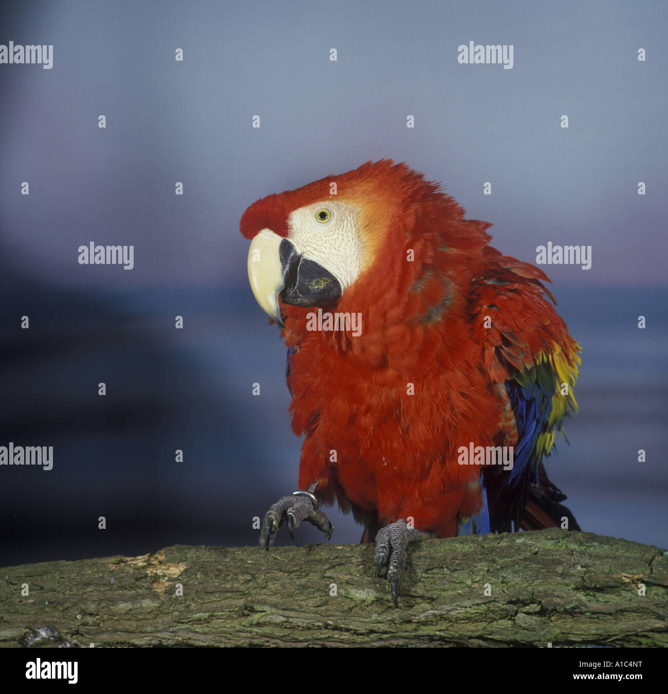 Scarlet Macaw Ara macao On branch ringed one foot raised Central ...